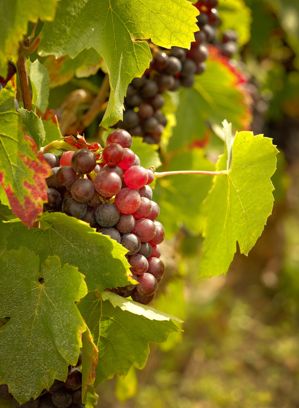 Automne et vacances de la Toussaint - Destination Valençay Berry - Val ...
